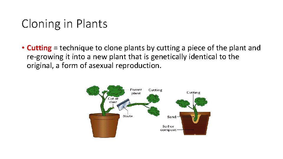 Cloning and Genetic Engineering Learning Objectives 1 Explain