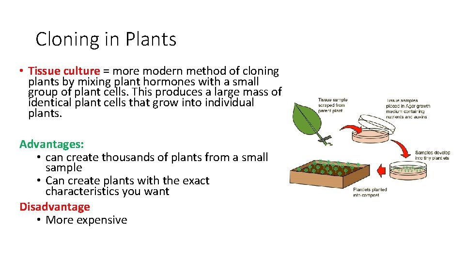 Cloning and Genetic Engineering Learning Objectives 1 Explain