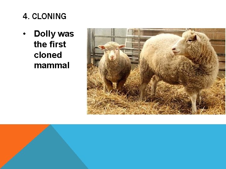 1 SELECTIVE BREEDING E g Featherless Chickens Large