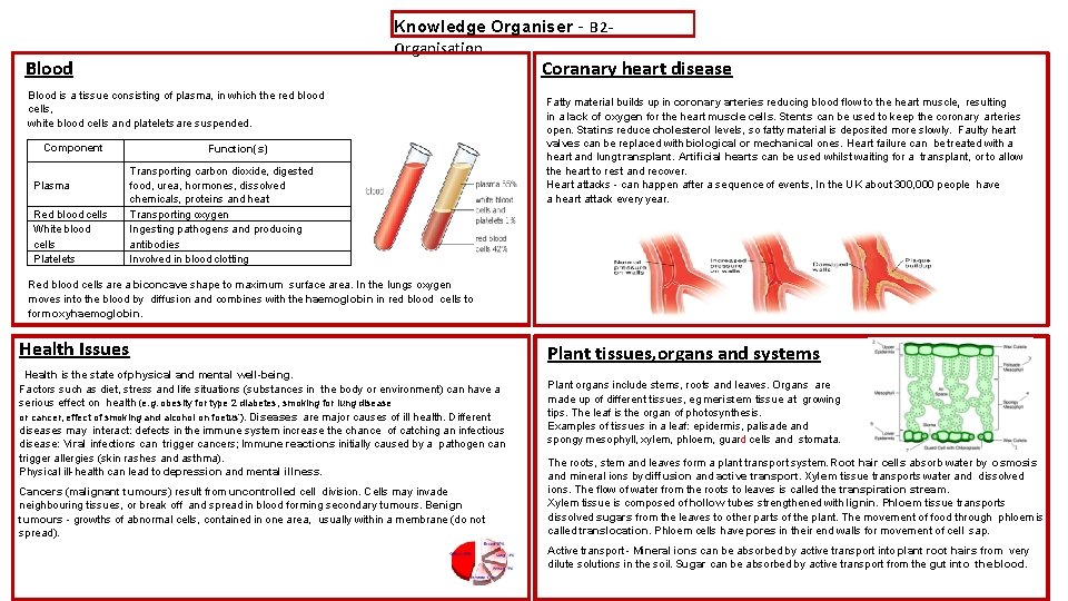 Organisation Knowledge Organiser B 2 Organisation Cells Tissues