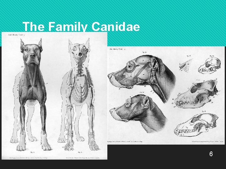 Domestication and Speciation in the Canidae Family 1