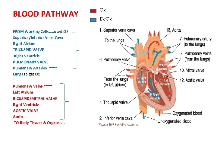 Circulatory System The Transportation System of the Body