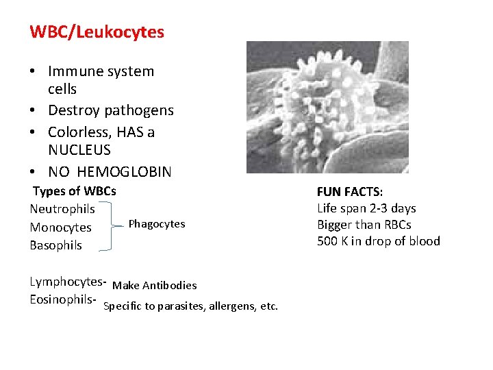Circulatory System The Transportation System of the Body
