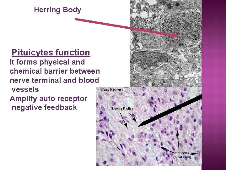 Posterior pituitary Dr Hana Alzamil Hypothalamic control Posterior