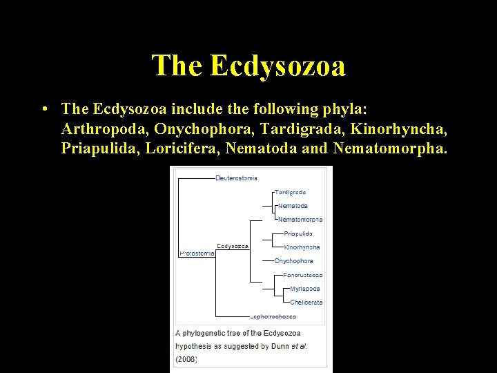 The Ecdysozoa The Ecdysozoa include the following phyla