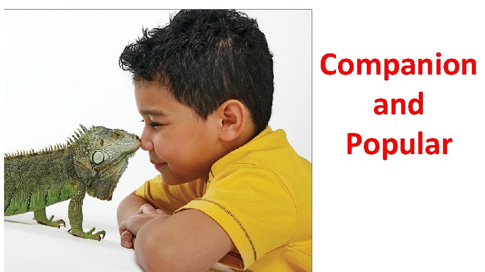 Vocabulary Words from Our Pets 1 2 3