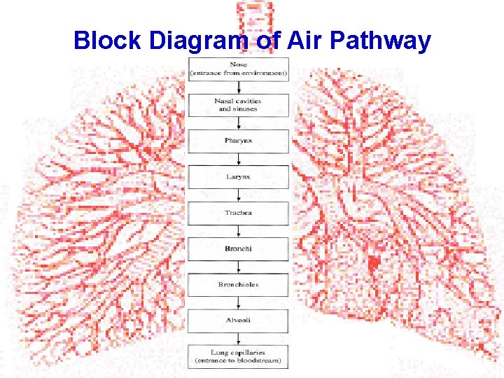 The Respiratory System Respiration Respiration is the interchange
