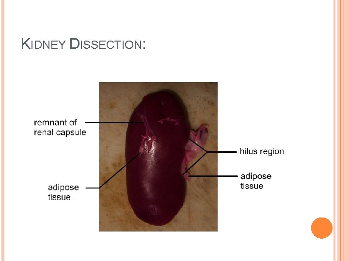 UNIT 12 HUMAN REGULATION AND REPRODUCTION Lesson 3