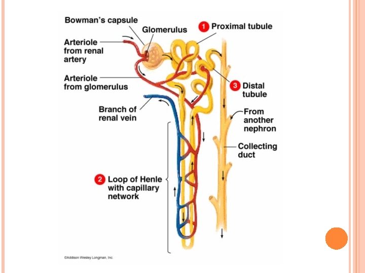 UNIT 12 HUMAN REGULATION AND REPRODUCTION Lesson 3