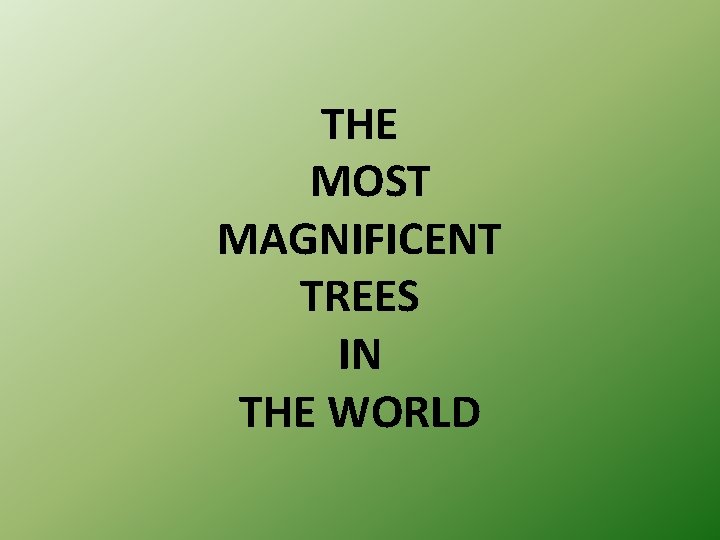 THE MOST MAGNIFICENT TREES IN THE WORLD Giant