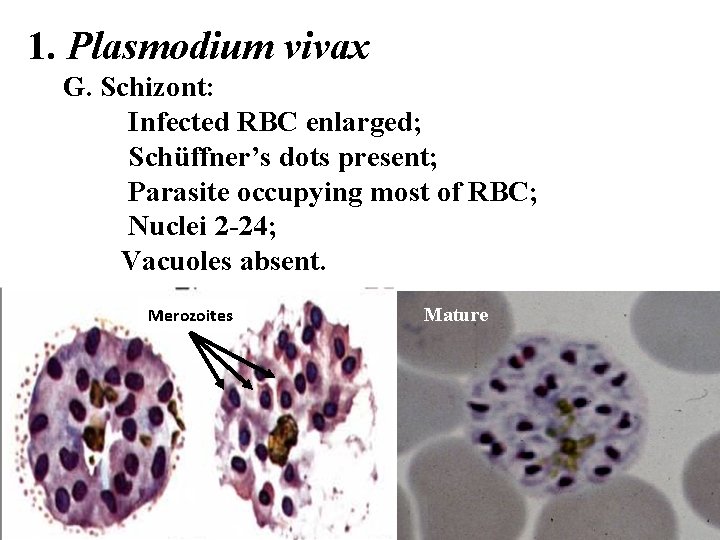 Protozoa Lab Plasmodium spp Part II Life Cycle