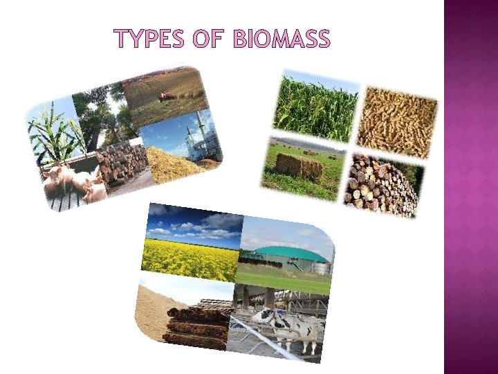 TYPES OF BIOMASS THE PROCESS OF BIOMASS DISADVANTAGES