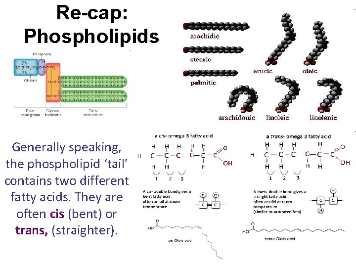 SBI 4 U Biology Membrane Structure and Function