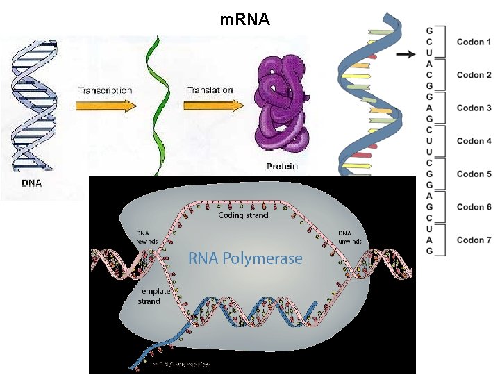 The RNA world m RNA t RNA r