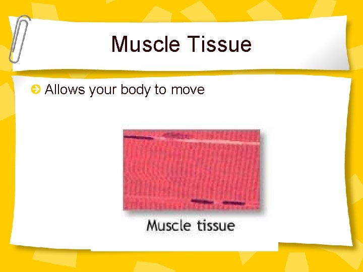 Chapter 15 Bones Muscles and Skin Section 1