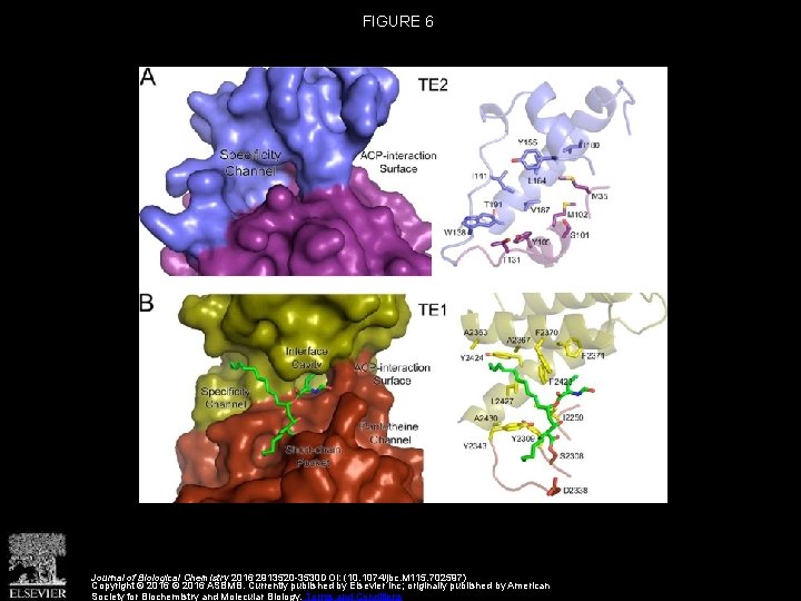 Crystal Structure and Substrate Specificity of Human Thioesterase