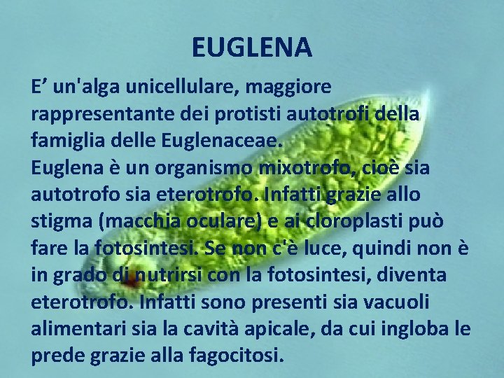 PROTISTI DOMINIO EUKARYA CHE COSA I I protisti