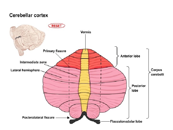 Cerebellum INCHEON CHOONGANG GENERAL HOSPITAL List Introduction Structure