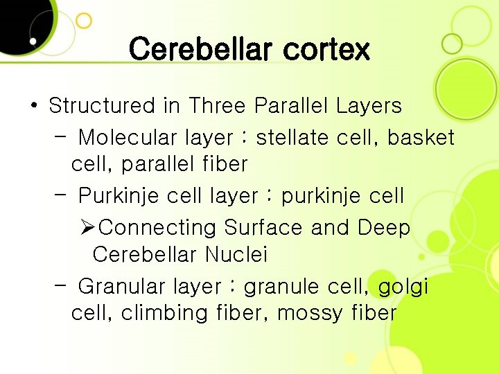 Cerebellum INCHEON CHOONGANG GENERAL HOSPITAL List Introduction Structure
