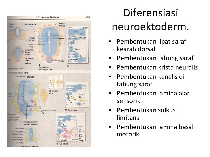 Perkembangan pada masa janin Susunan saraf pusat Bentuk