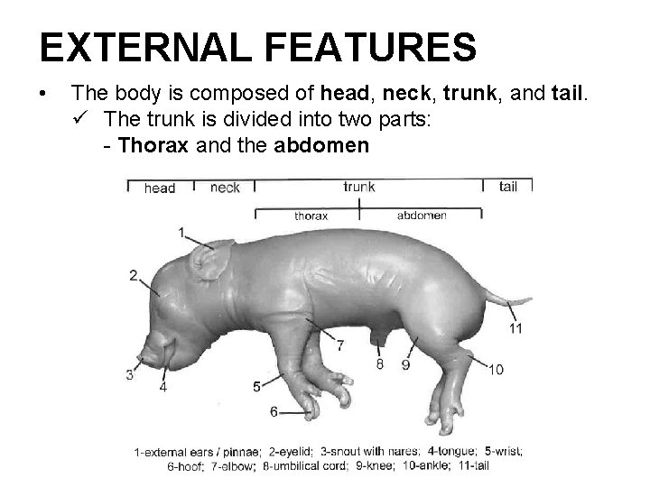 EXTERNAL FEATURES The body is composed of head
