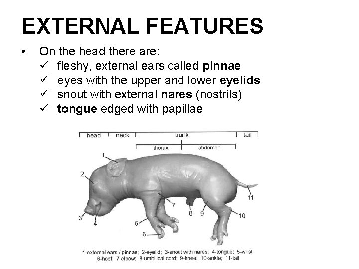 EXTERNAL FEATURES The body is composed of head