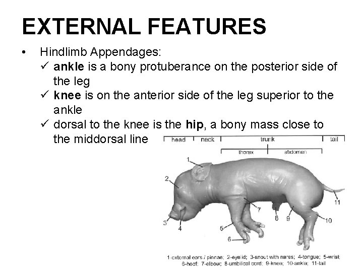 EXTERNAL FEATURES The body is composed of head