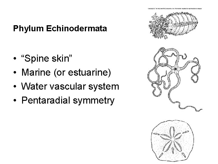 Phylum Echinodermata Spine skin Marine or estuarine Water