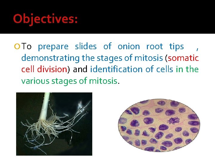 Practical Of Genetics BIOL 2121 Lab 2 Mitosis