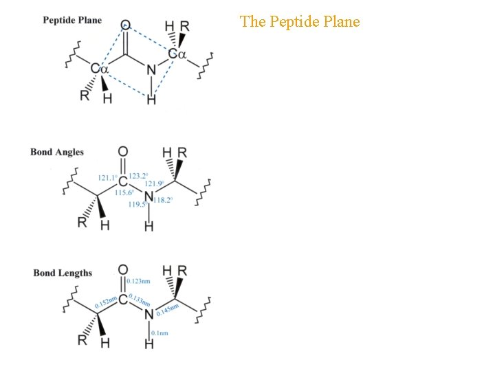 Protein Structure Review and Refinement Introduction Brian Bahnson
