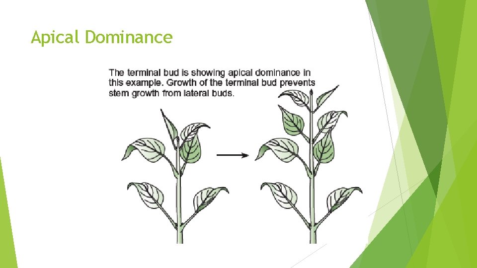 Plant Growth Spec Learning outcomes Evaluate the experimental