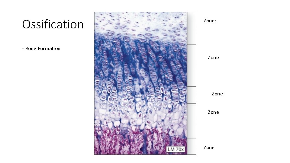 Bio 255 SI Tyler Forero Introduction When someone