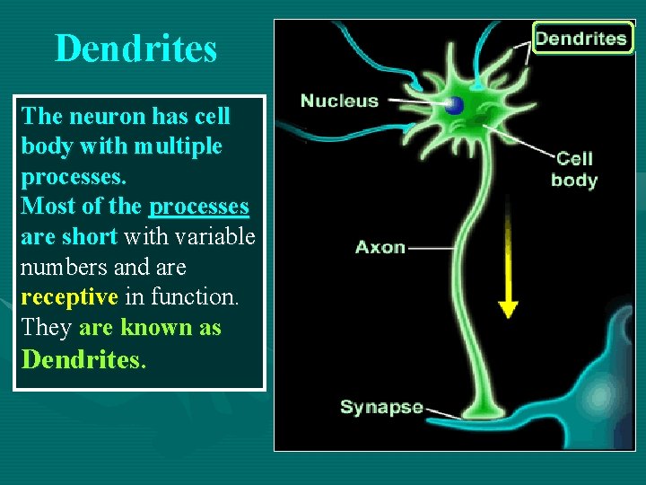 Organization of The Nervous System PROF SAEED ABUEL