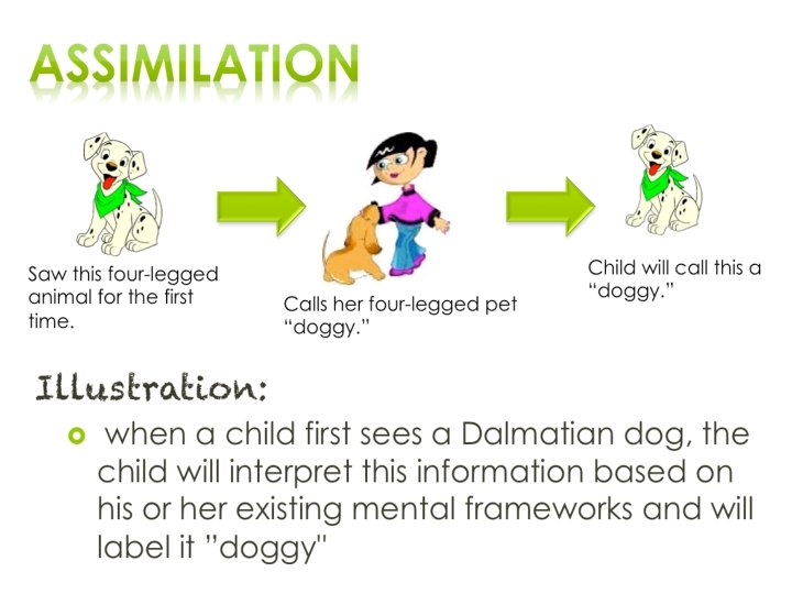 Piagets Stages of Cognitive Development Assimilation vs Accommodation