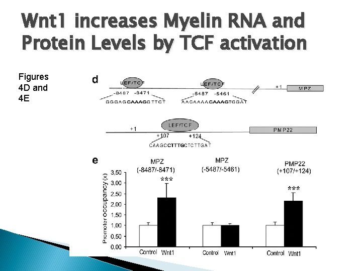 WntCatenin Signaling Is an Essential and Direct Driver
