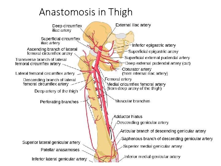 Module 2 Lower LimbGluteal Region and Posterior Compartment