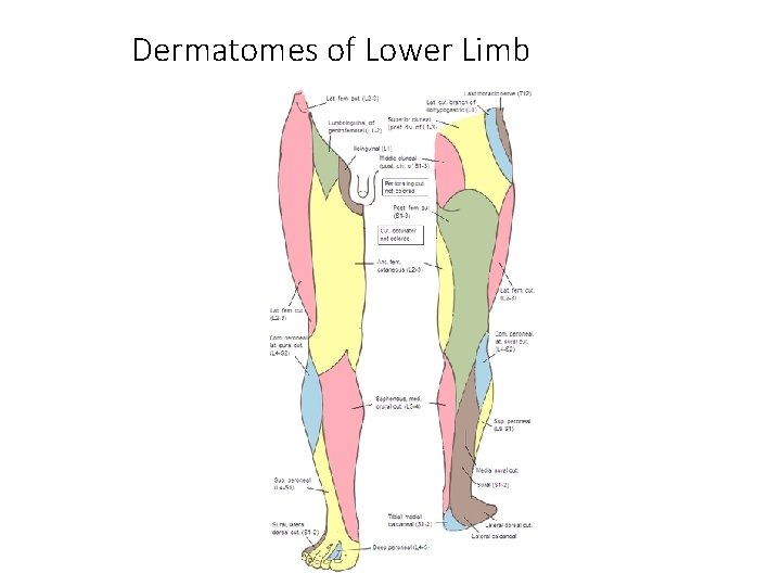 Module 2 Lower LimbGluteal Region and Posterior Compartment