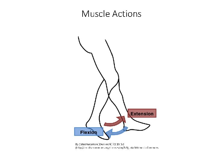 Module 2 Lower LimbGluteal Region and Posterior Compartment