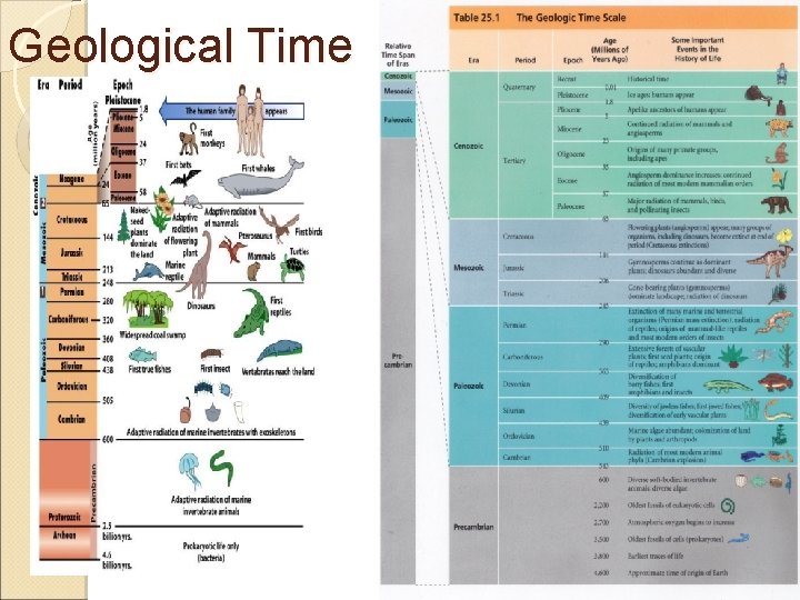 COMMUNITY BIODIVERSITY EVOLUTION Ecosystem is the top of