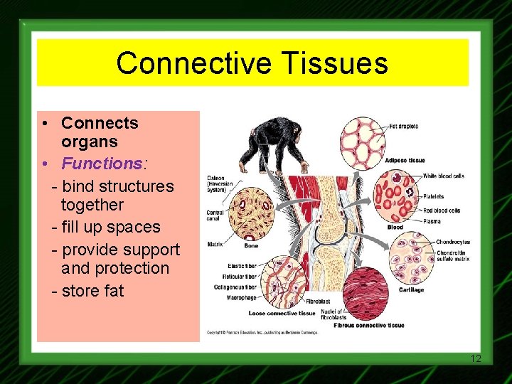 Foundation Block Organisation of the Human Body By
