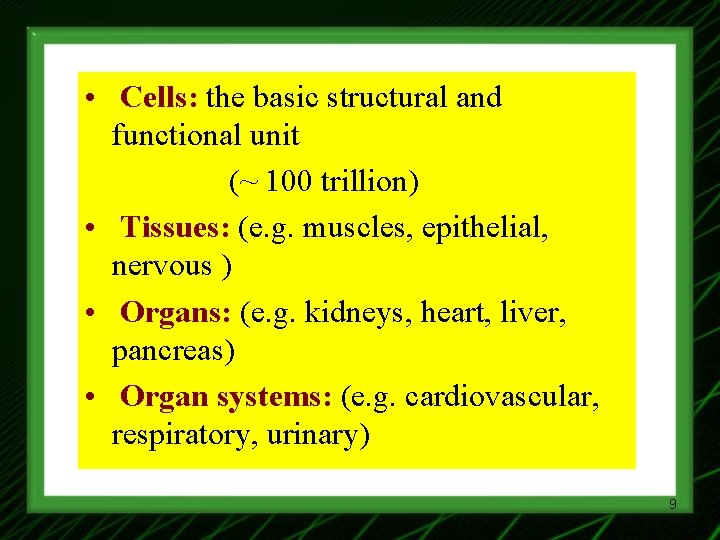 Foundation Block Organisation of the Human Body By