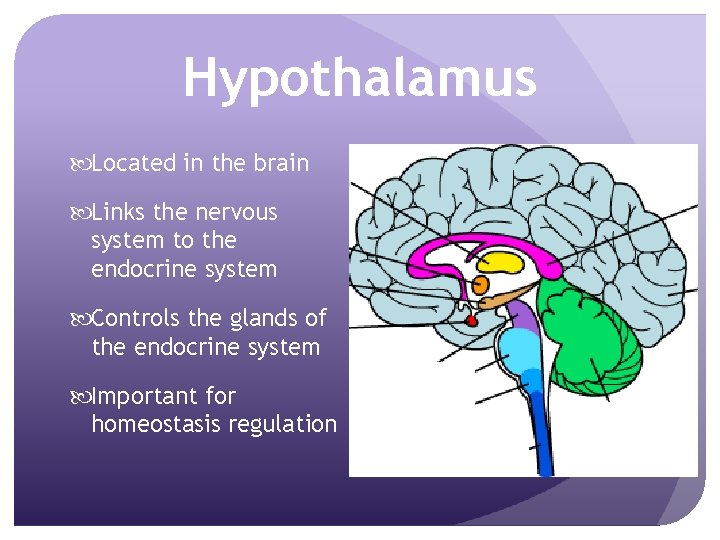 The Endocrine System Lets adventure back into the