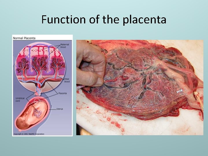 Pregnancy and child birth 1 To look at
