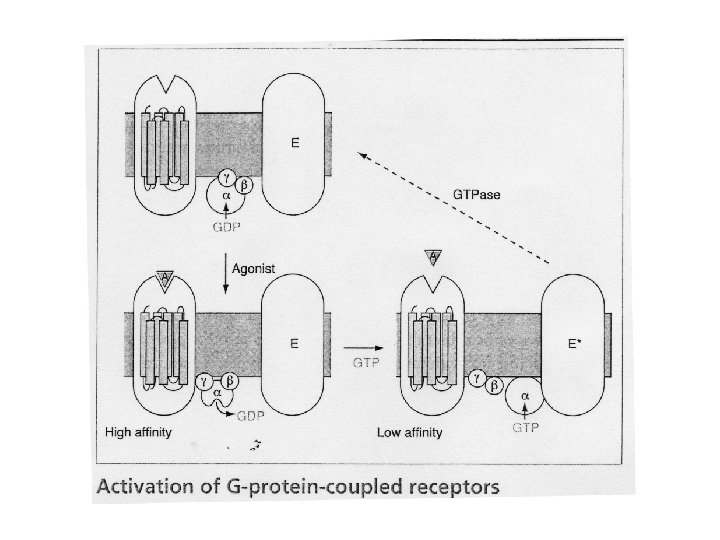 Beta Adrenergic Signaling in Heart Roles of local