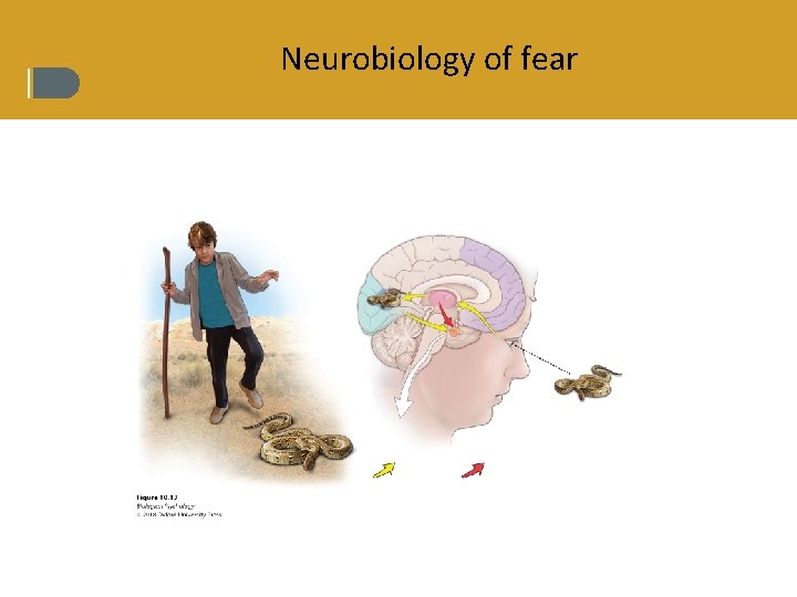 Chapter 10 Emotional Expression and Regulation Outline Biopsychological