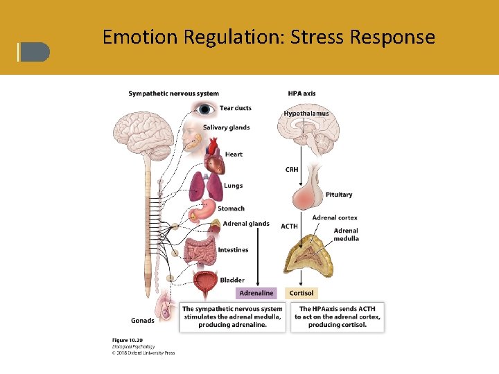 Chapter 10 Emotional Expression and Regulation Outline Biopsychological