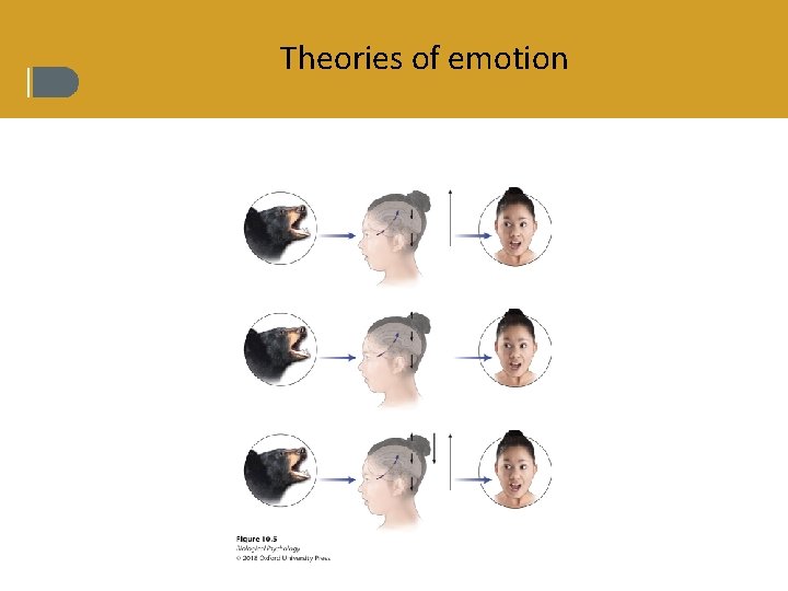 Chapter 10 Emotional Expression and Regulation Outline Biopsychological