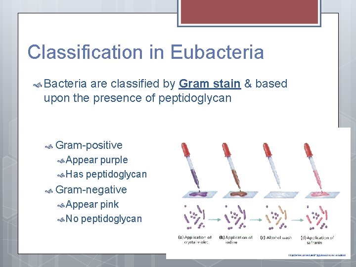 MICROORGANISMS CHAPTERS 24 28 Topics of Study Bacteria