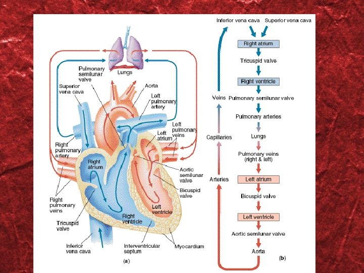 Circulatory Systems Blood Blood Pressure Honors Biology Chapter