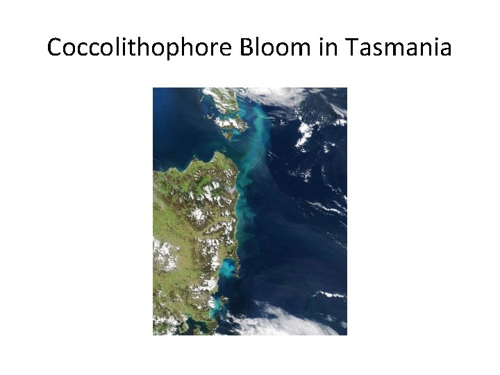 Plankton Plankton General term to describe organisms with